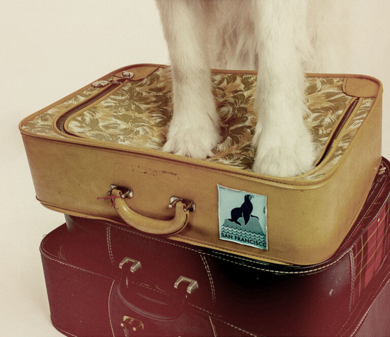 International Pet Travel - Urban Animal